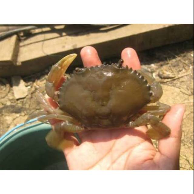 Jual Kepiting soka (soft shell crab) | Shopee Indonesia