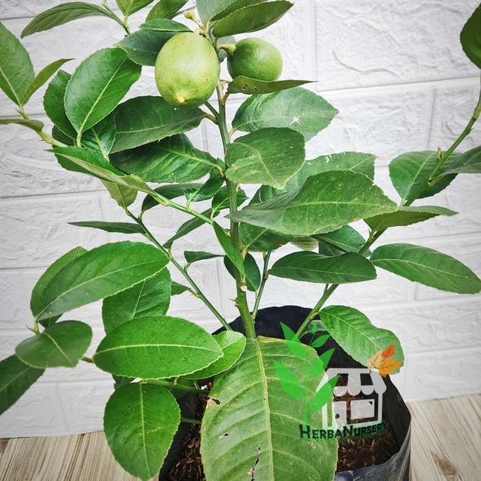 Jual Bibit Jeruk Lemon / Lemon Tea (Kondisi Berbuah) | Shopee Indonesia