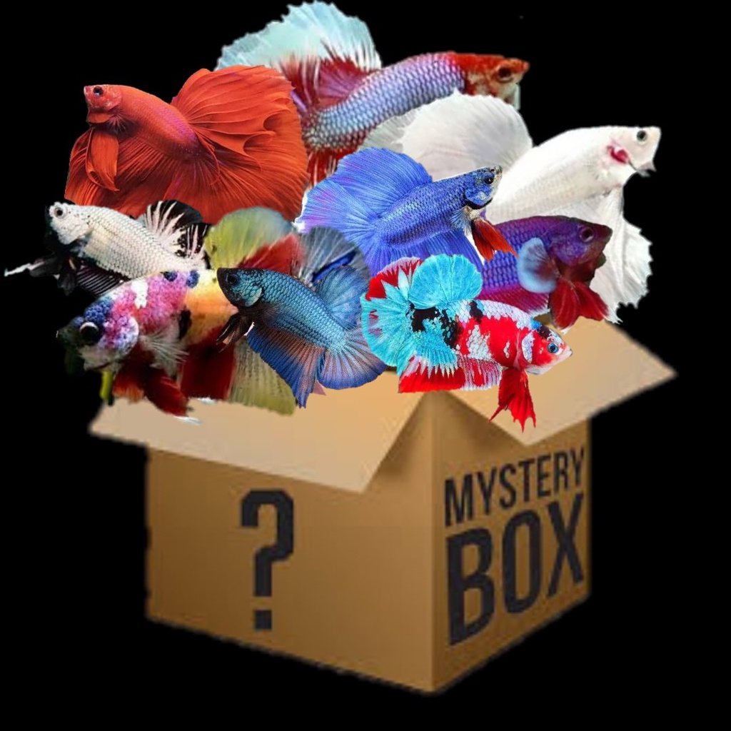 Jual MISTERI BOX ikan cupan, dapat kan cupang nemo galaxy dan blue rime ...