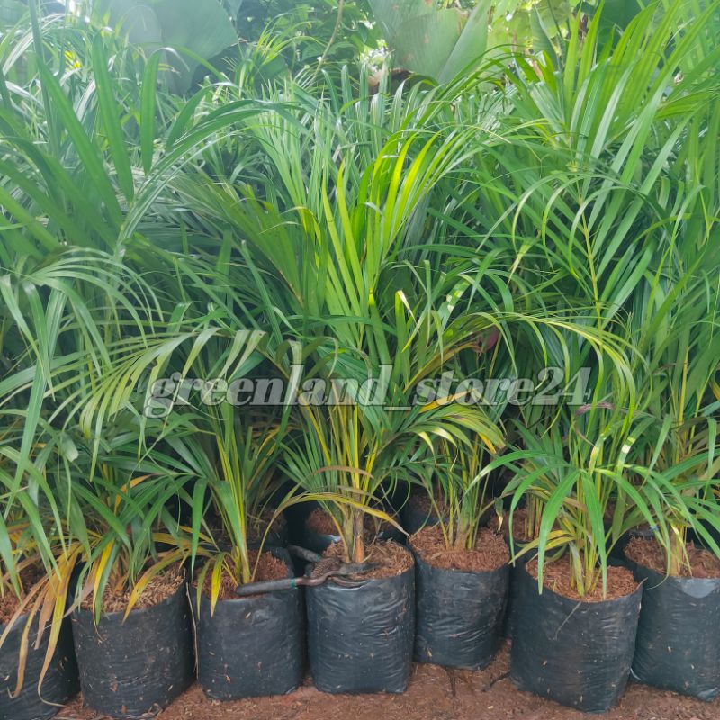 Jual Tanaman hias palem kuning - palem kuning - dekorasi - tanaman ...