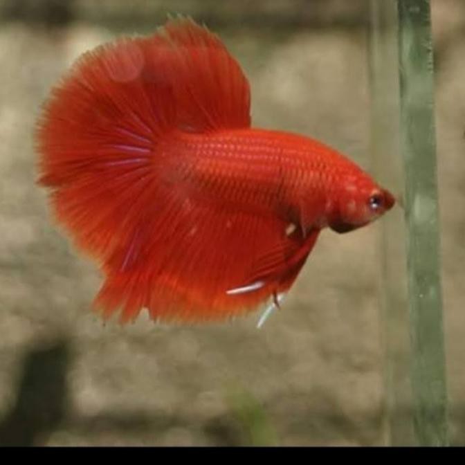 Jual CUCI GUDANG Ikan Cupang Halfmon Super Red male | Shopee Indonesia
