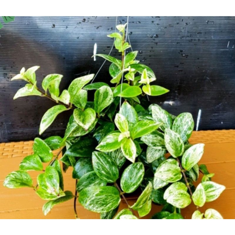 Jual tanaman gantung lipstik bunga besar daun varigata | Shopee Indonesia