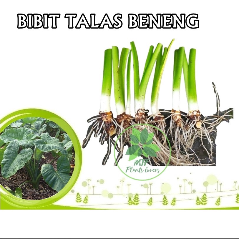 Jual BENIH BIBIT TALAS BENENG TARO PER BATANG | Shopee Indonesia