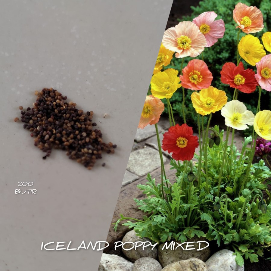 Jual 200 BUTIR BIJI BUNGA ICELAND POPPY PAPAVER MIX (BUNGA TAHAN PANAS ...