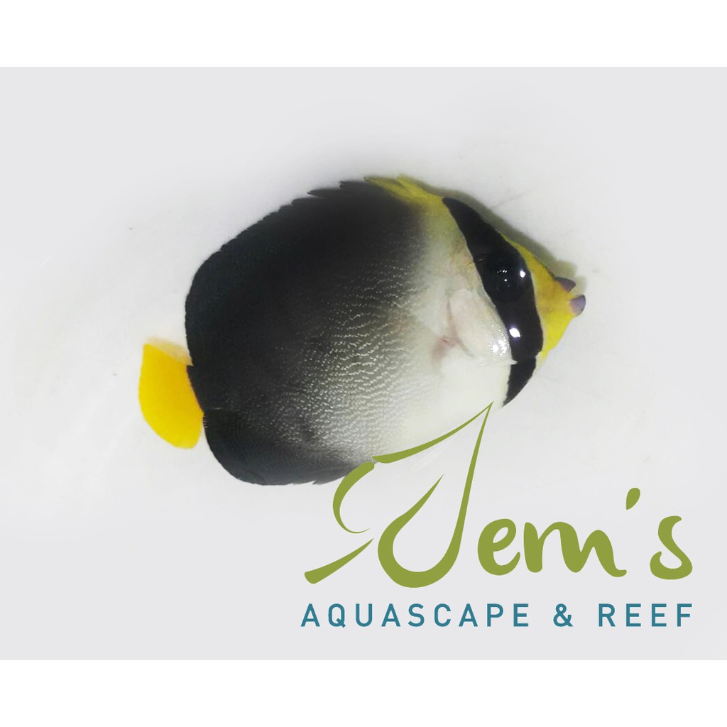 Jual Angel Marmut (Singapore Angelfish) | Shopee Indonesia