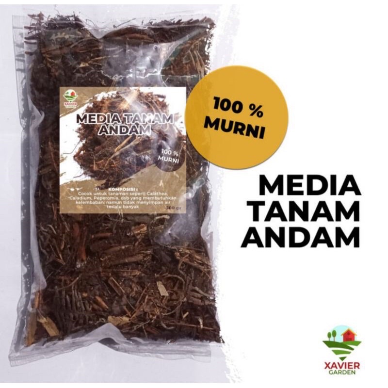 Jual Media Tanam Pakis Andam Asli Murni Untuk Tanaman Hidup | Shopee ...