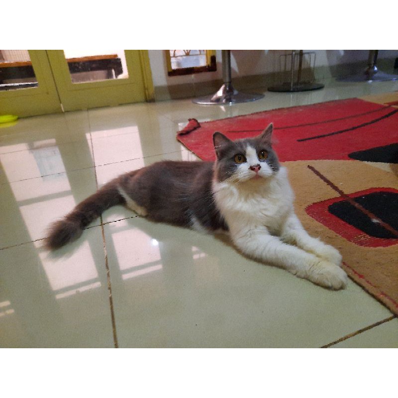 Jual Ragdoll mix, Jantan 1 Tahun 3 Bulan | Shopee Indonesia