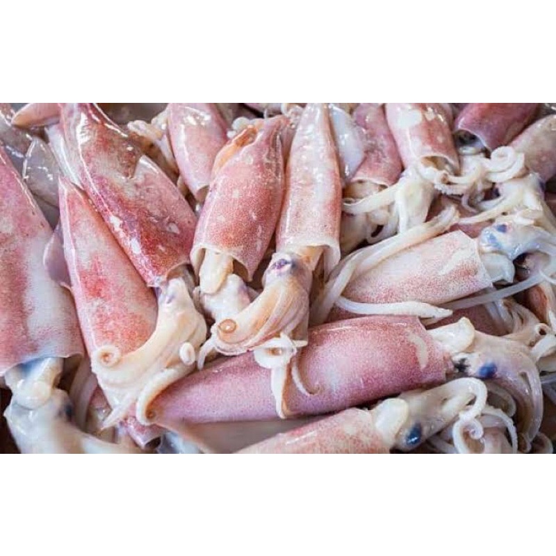 Jual Cumi Cumi Segar (seafood segar) | Shopee Indonesia