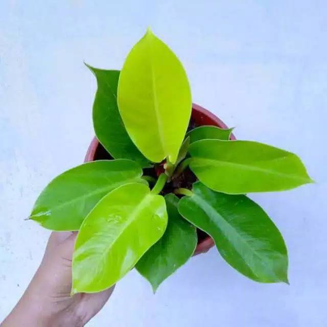 Jual philodendron lemon - philodendron - hiasan taman - tanaman hias ...