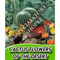 Jual Biji Bunga Cactus Flowers of the Desert (Isi 5 biji) | Shopee ...