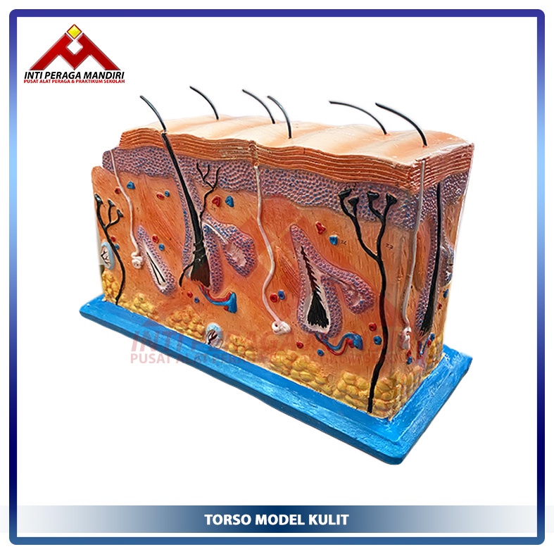 Jual Manekin Torso Model Kulit - Alat Peraga Edukasi Sekolah | Shopee ...