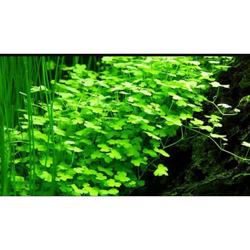 Jual Hydrocotyle Tripartita 1 mika mini | Shopee Indonesia
