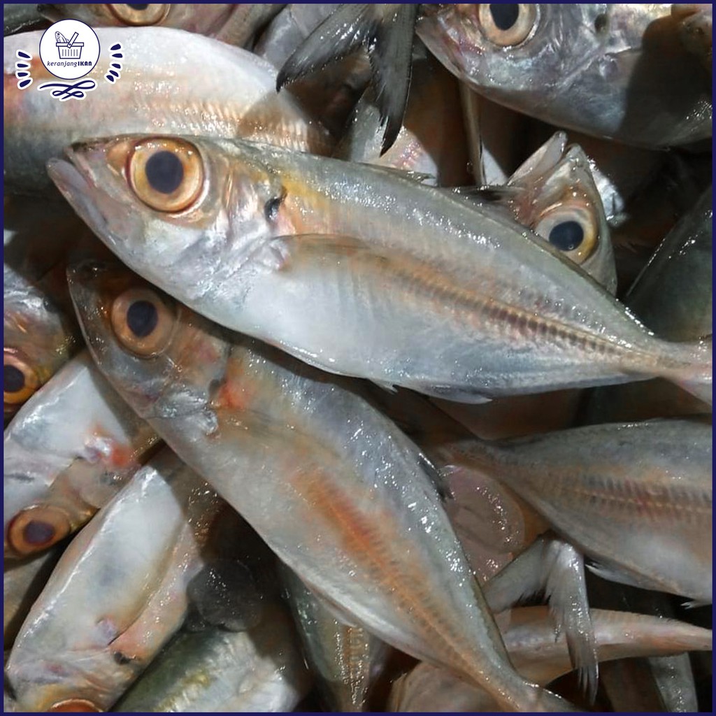 Ikan Mata Belo - Perumperindo.co.id