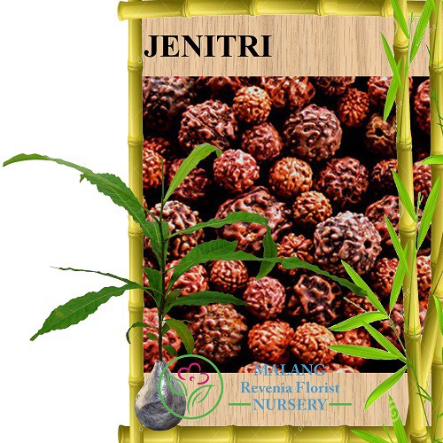 Jual Tanaman Obat Jenitri (Tinggi 30-40 cm) | Shopee Indonesia