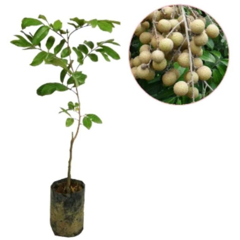 Jual Tanaman Buah Lengkeng Itoh | Shopee Indonesia