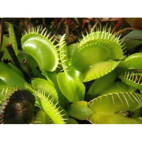 Jual Biji Venus Flytrap Hijau - Tanaman Venus Flytrap - Bibit Bunga ...