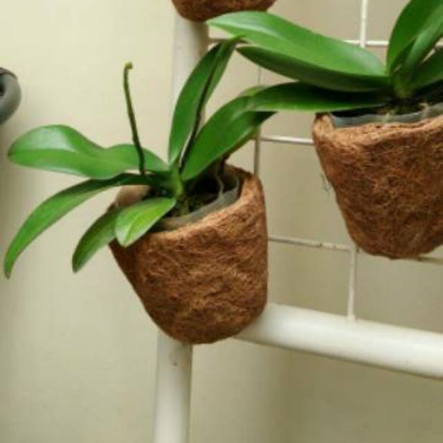 Jual pot serabut kelapa/pot bunga sabut kelapa | Shopee Indonesia