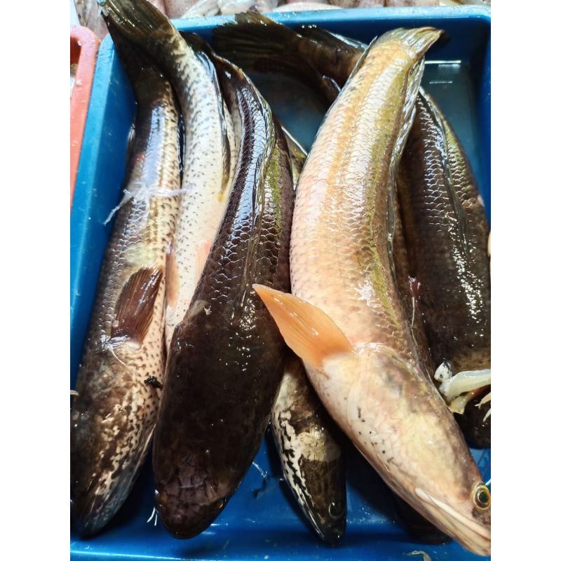 Jual IKAN GABUS/KUTUK HIDUP( READY SETIAP HARI )BISA COD | Shopee Indonesia