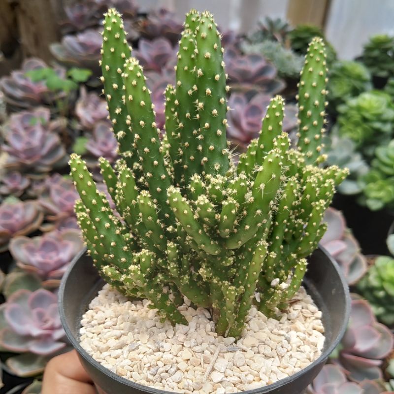 Jual KAKTUS SEKULEN CEMARA RIMBUN tanaman bunga hias indoor outdoor ...