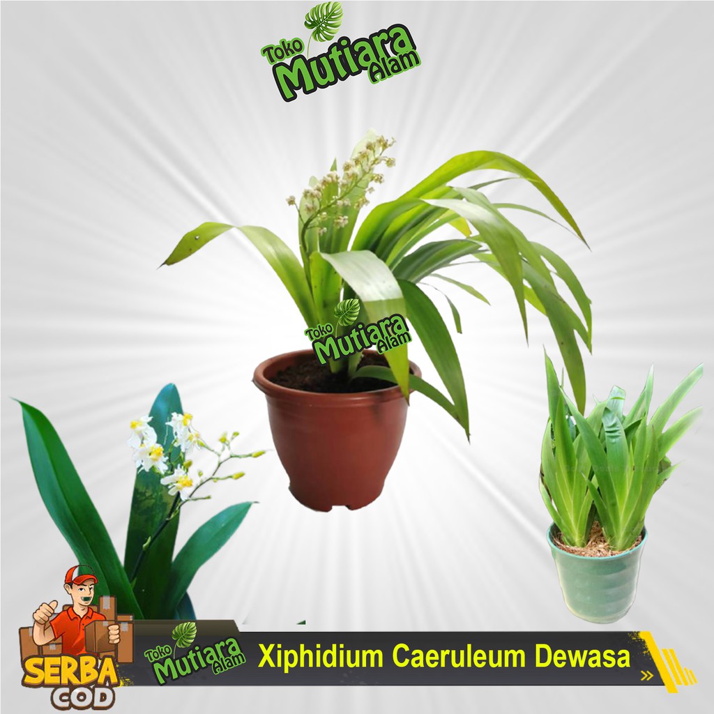 Jual Xiphidium Caeruleum Anggrek cantik tanaman hias mutiara alam ...