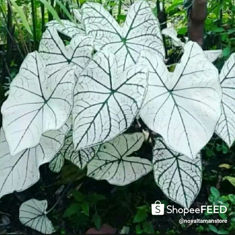 Jual Tanaman hias keladi putih-pohon keladi | Shopee Indonesia