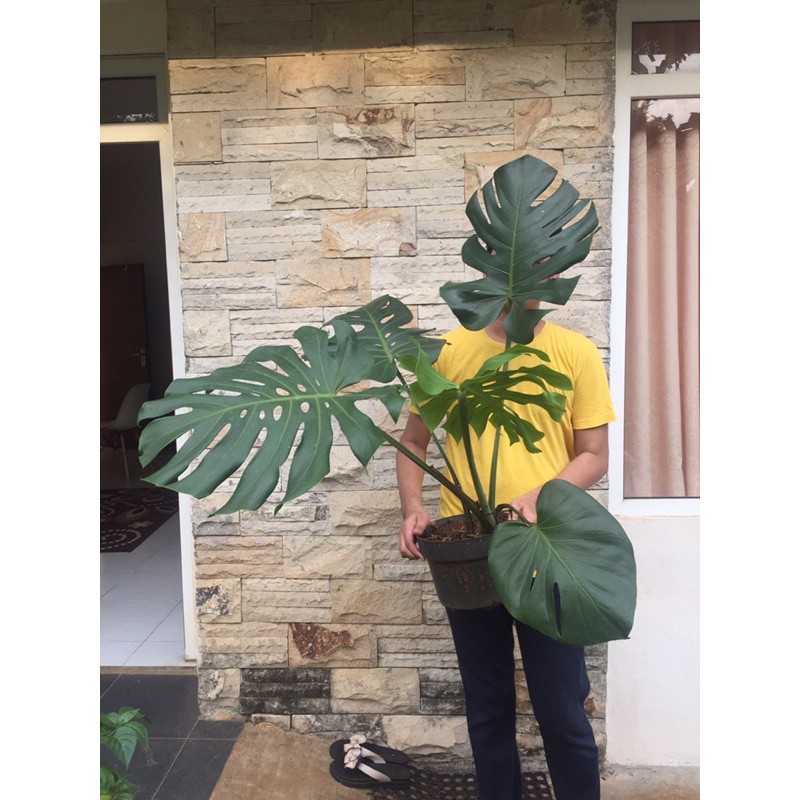 Jual monstera deliciosa king monsking sesuai foto asli | Shopee Indonesia