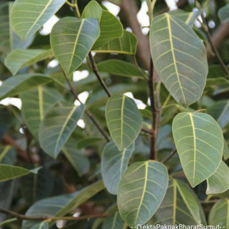 Jual Bahan Bonsai Ficus Citrifolia sp. Simsim 1kg 20-30 btg Indoor ...