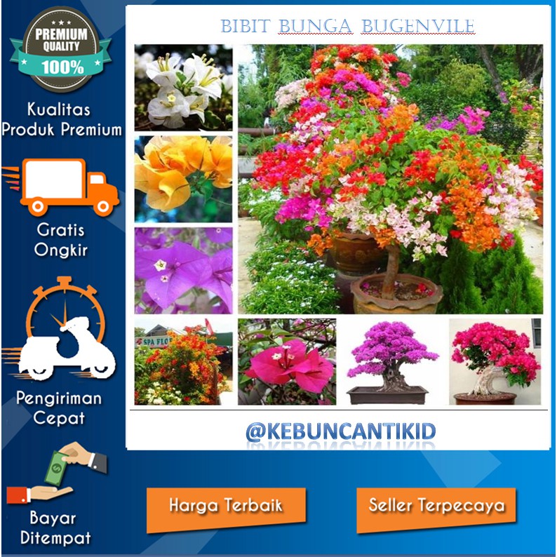 Jual Tanaman Bunga Kertas Bugenvil Varigata Banyak Jenis Siap Berbunga