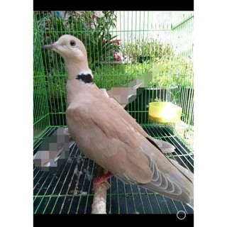 Jual Burung Puter Pelung Terlengkap & Harga Terbaru Desember 2025 ...
