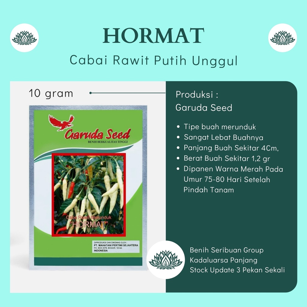Jual 10 Gram Bibit Cabe Rawit Putih Unggul HORMAT 10gr Benih Sayuran ...
