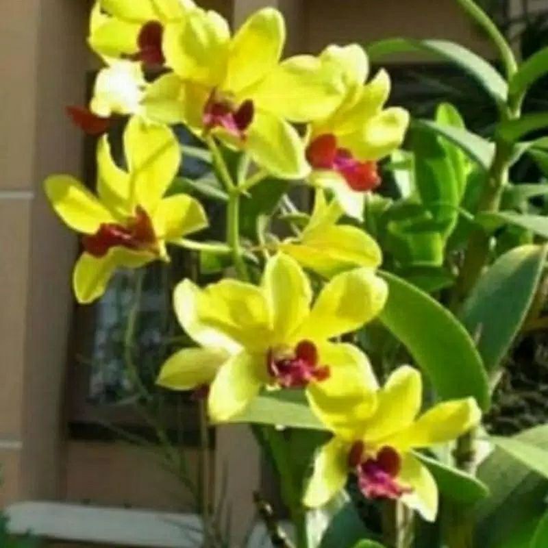 Jual Pohon Anggrek Hidup tanaman hias anggrek dendrobium bunga kuning ...