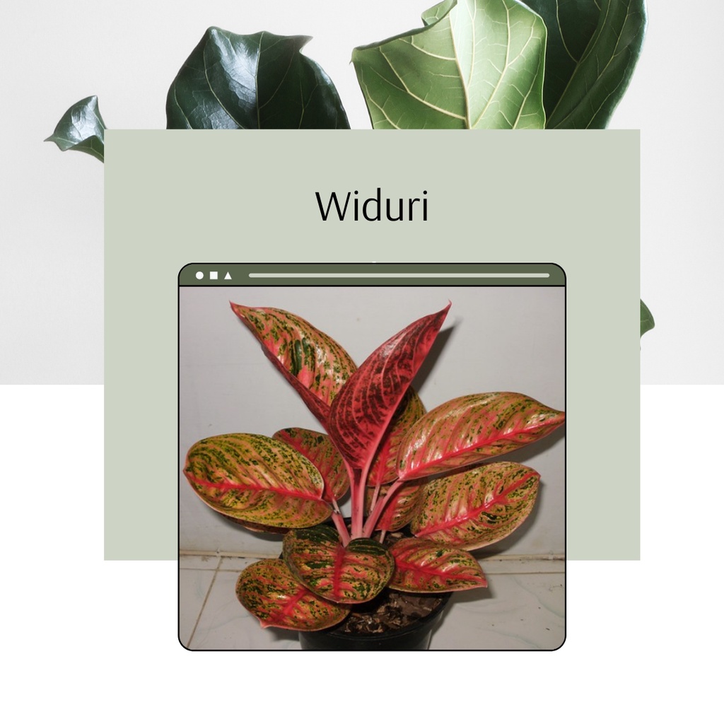 Jual Tanaman Hias Aglonema Widuri Anakan Tanaman Hias Aglaonema Widuri ...