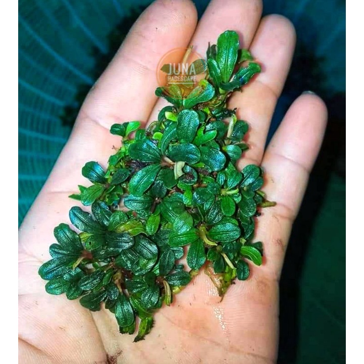 Jual (PROMO) 100 GRAM BUCEPHALANDRA SUPER MINI MICRO BOYAN KERABAI BUCE ...