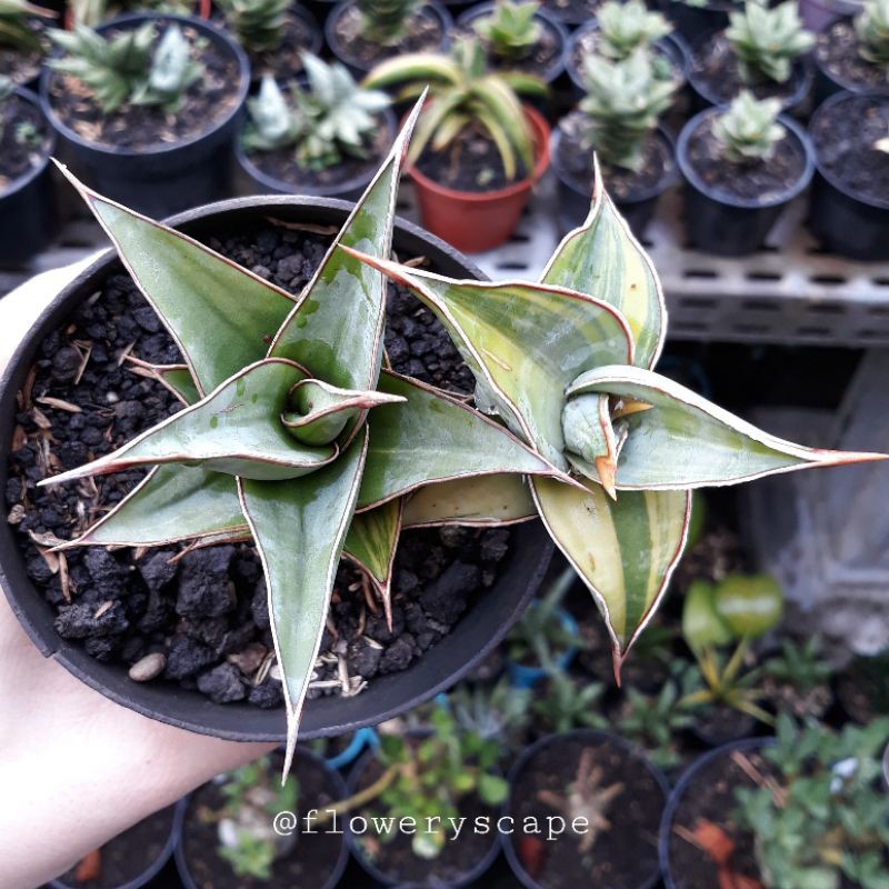 Jual Sansevieria pingui variegata / pinguicula (Anaknya saja) | Shopee ...