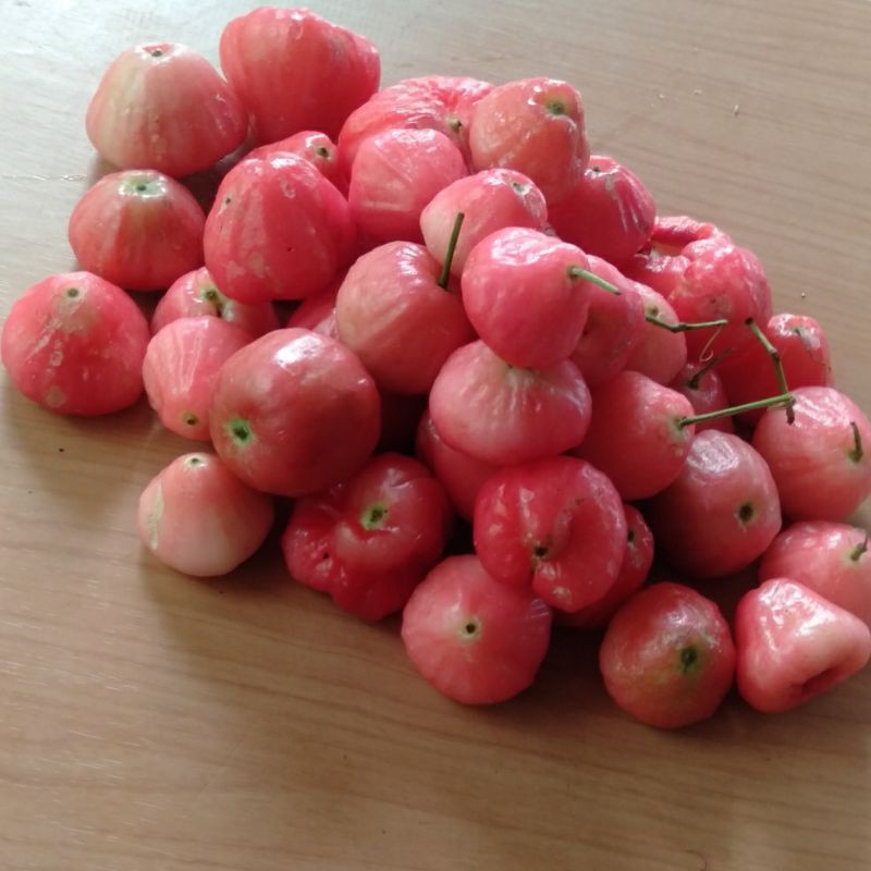 Jual Jambu air merah rujak berat 1 kg | Shopee Indonesia