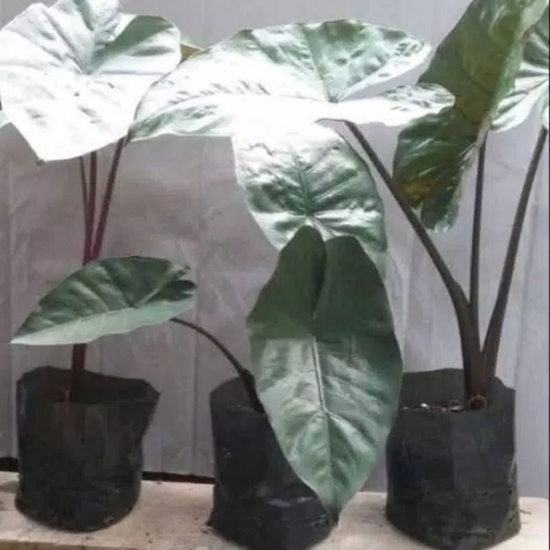 Jual sente hitam / atau sente wulung langka | Shopee Indonesia