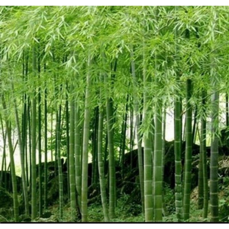 Jual Benih bambu raksasa china mosso 10 seeds | Shopee Indonesia