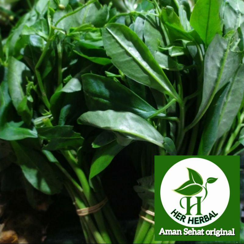 Jual daun ginseng jawa segar fresh petik | Shopee Indonesia
