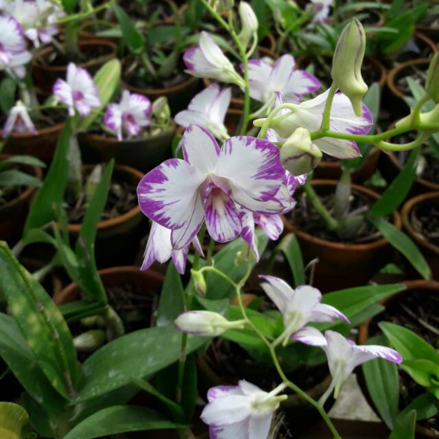 Jual Anggrek Dendrobium Enobi Splash | Shopee Indonesia
