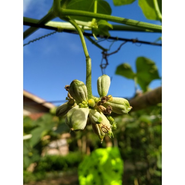 Jual BIBIT LABU SIAM JENIS ANGGUR/LABU SIAM/LABU SIAM | Shopee Indonesia