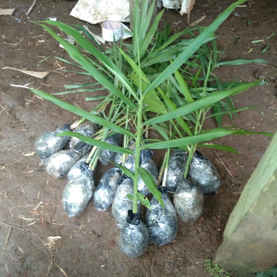Jual Bibit Pohon Jahe Merah | Shopee Indonesia