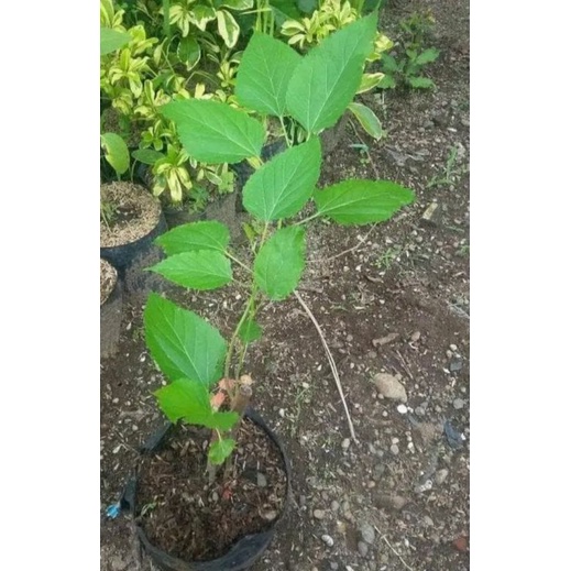 Jual bibit murbey | Shopee Indonesia