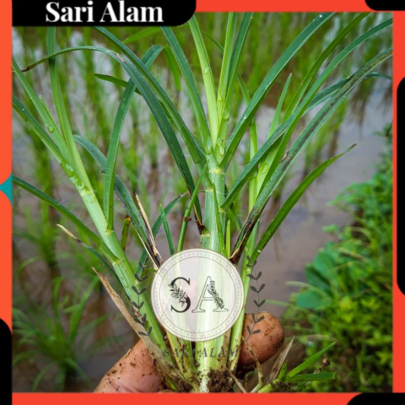 Jual Paket Hemat 250 Gram Daun Tanaman Rumput Belulang Atau Daun ... Jual Paket Hemat 250 Gram Daun Tanaman Rumput Belulang Atau Daun ...
