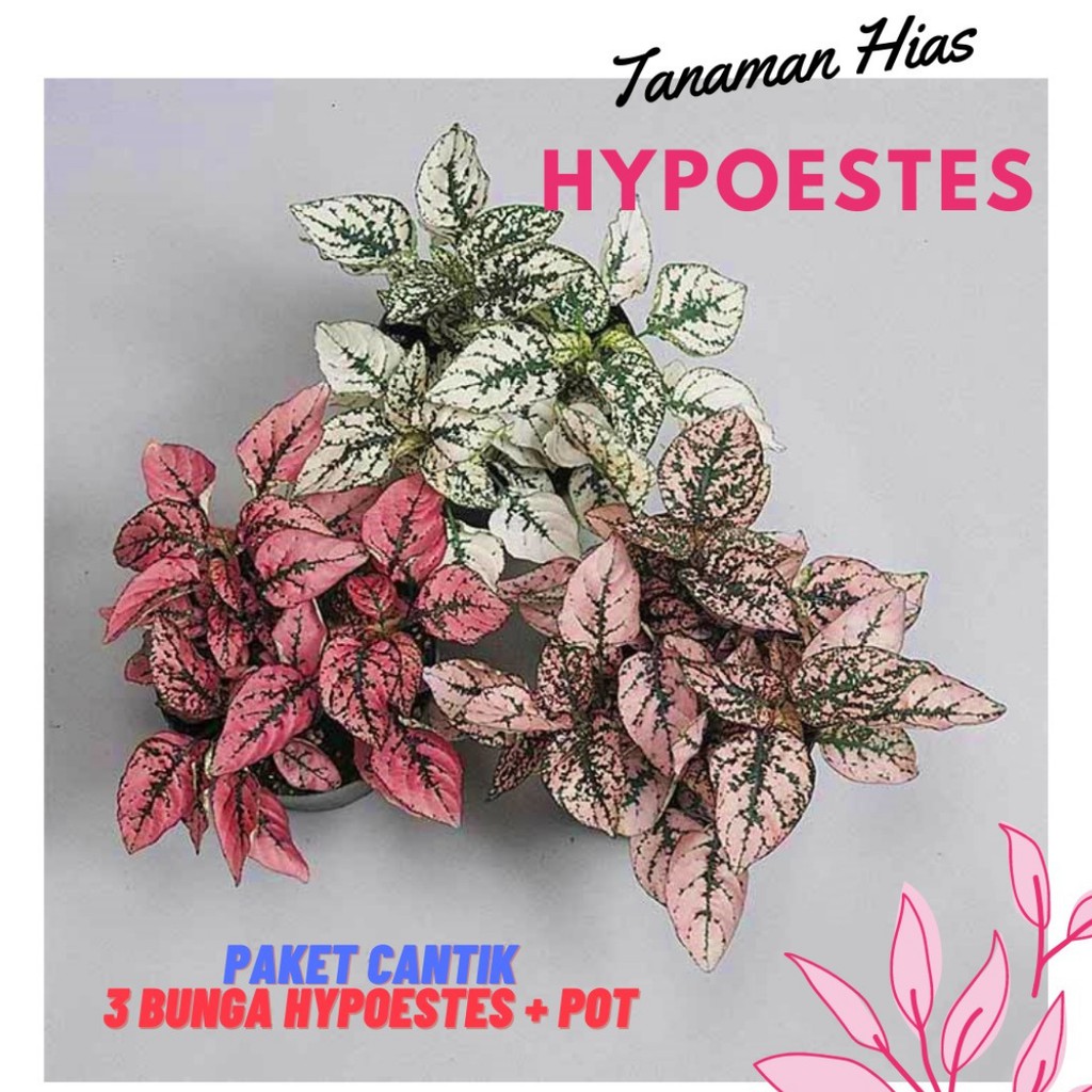 Jual HIPOESTES 3 WARNA ( MERAH,PUTIH,PINK ) | Shopee Indonesia