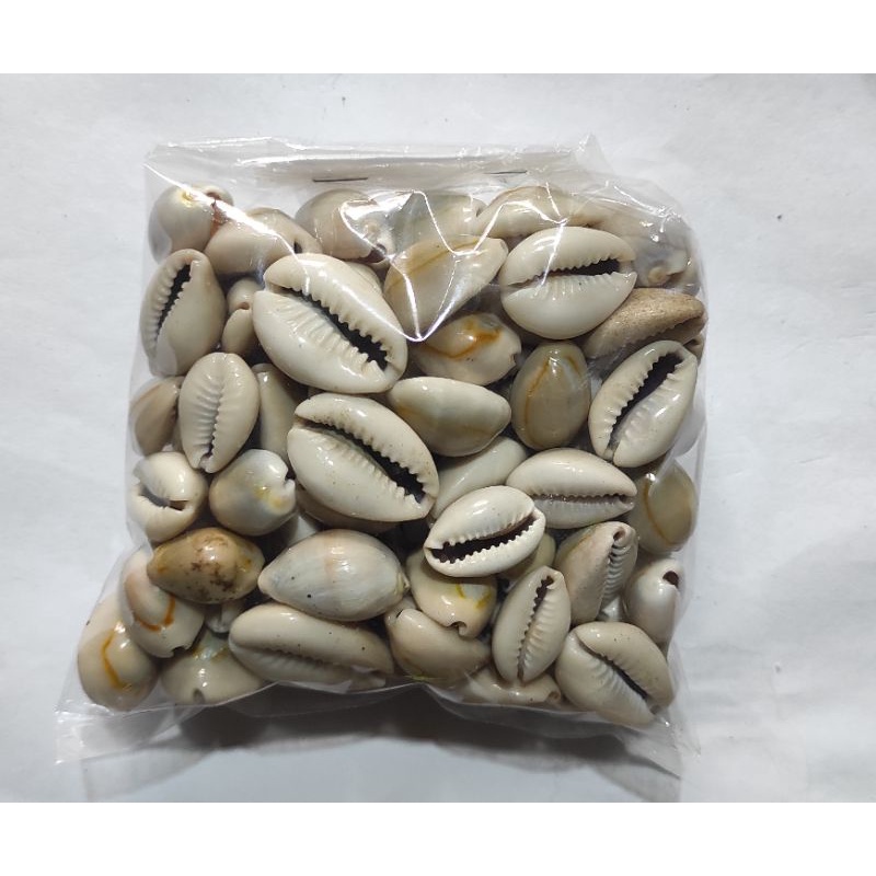 Jual kuwuk asli keong congklak 100gram | Shopee Indonesia