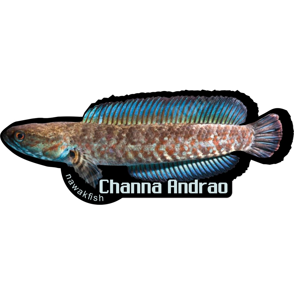 Jual STIKER AKUARIUM IKAN CHANNA MINI | Shopee Indonesia