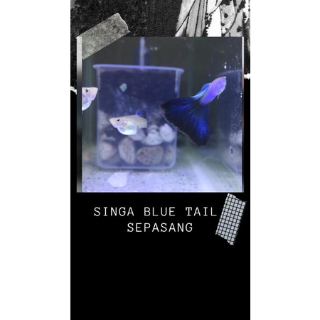 Jual Guppy Singa Blue Tail Sepasang | Shopee Indonesia
