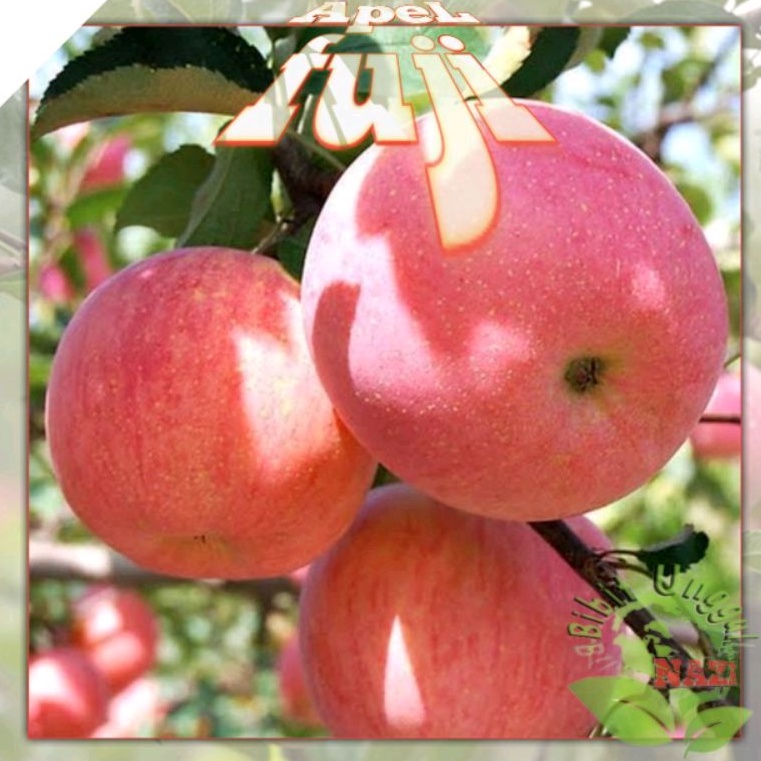 Jual Bibit Apel Fuji berkualitas Super Tanaman bisa tanam dalam pot ...