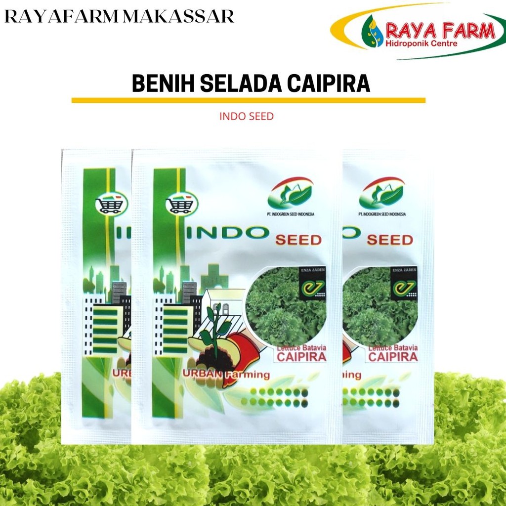 Jual Benih Selada Lettuce Batavia Caipira 5 gr - EZ | Shopee Indonesia