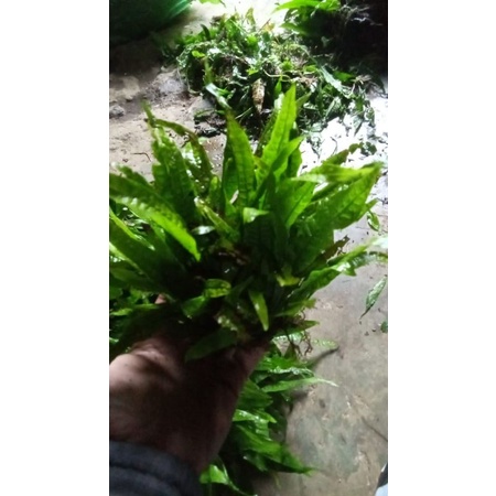 Jual hiasan aquarium. java fern kadaka paket 1 kg | Shopee Indonesia